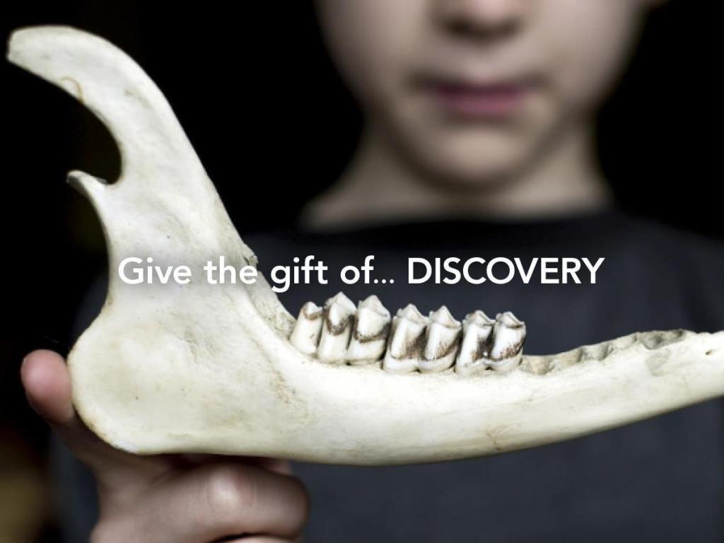 From the Forest to the Deep Sea and everything in between: Museum Victoria