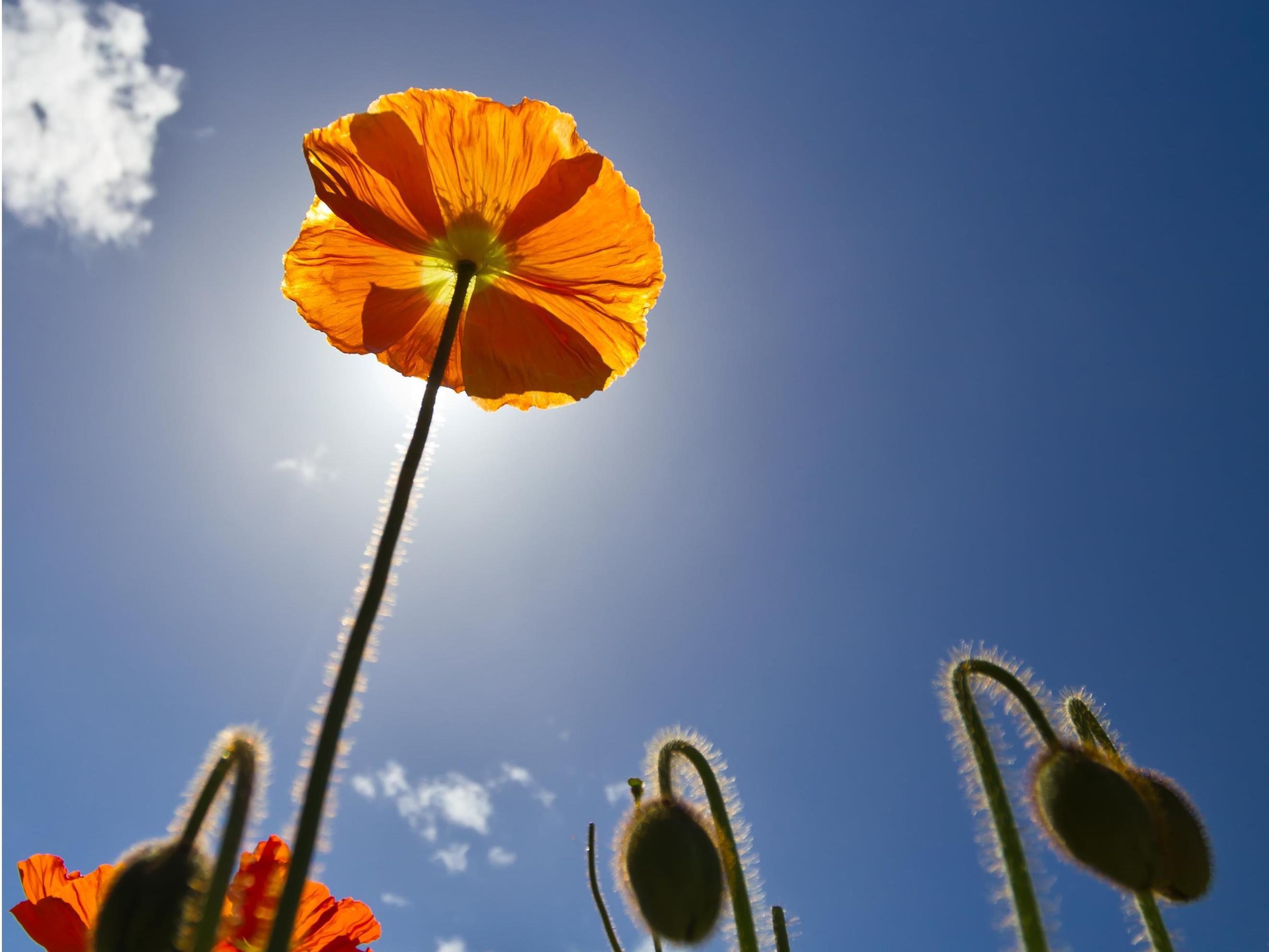 How to deal with tall poppy syndrome