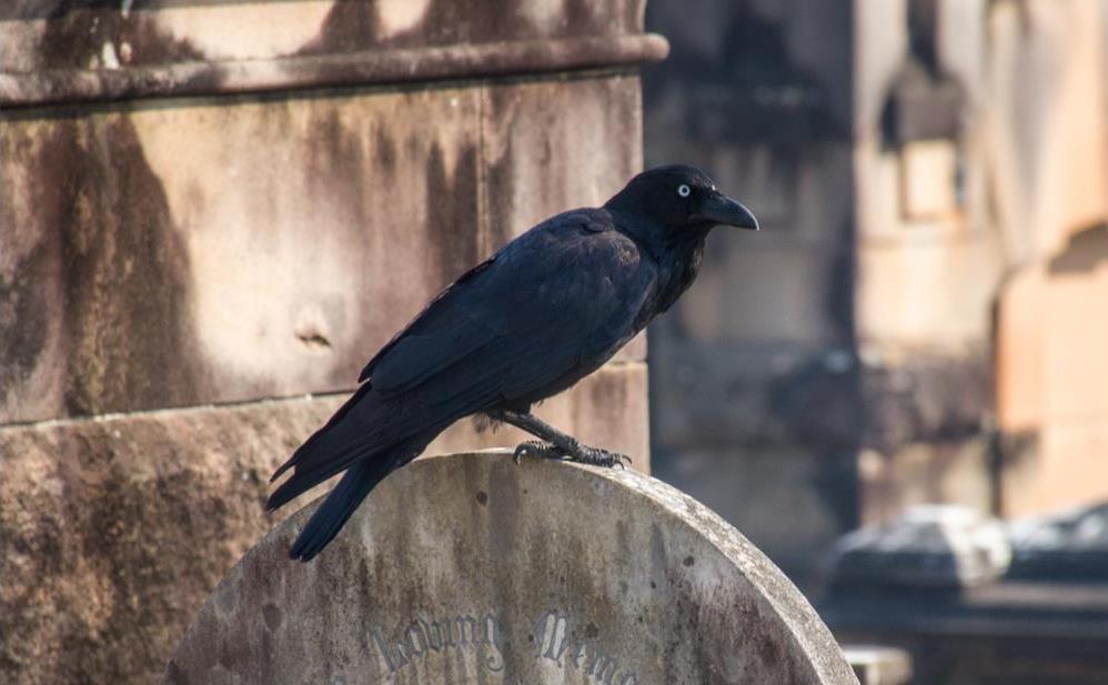 Australian gothic enters haunting new chapter with audio narrative