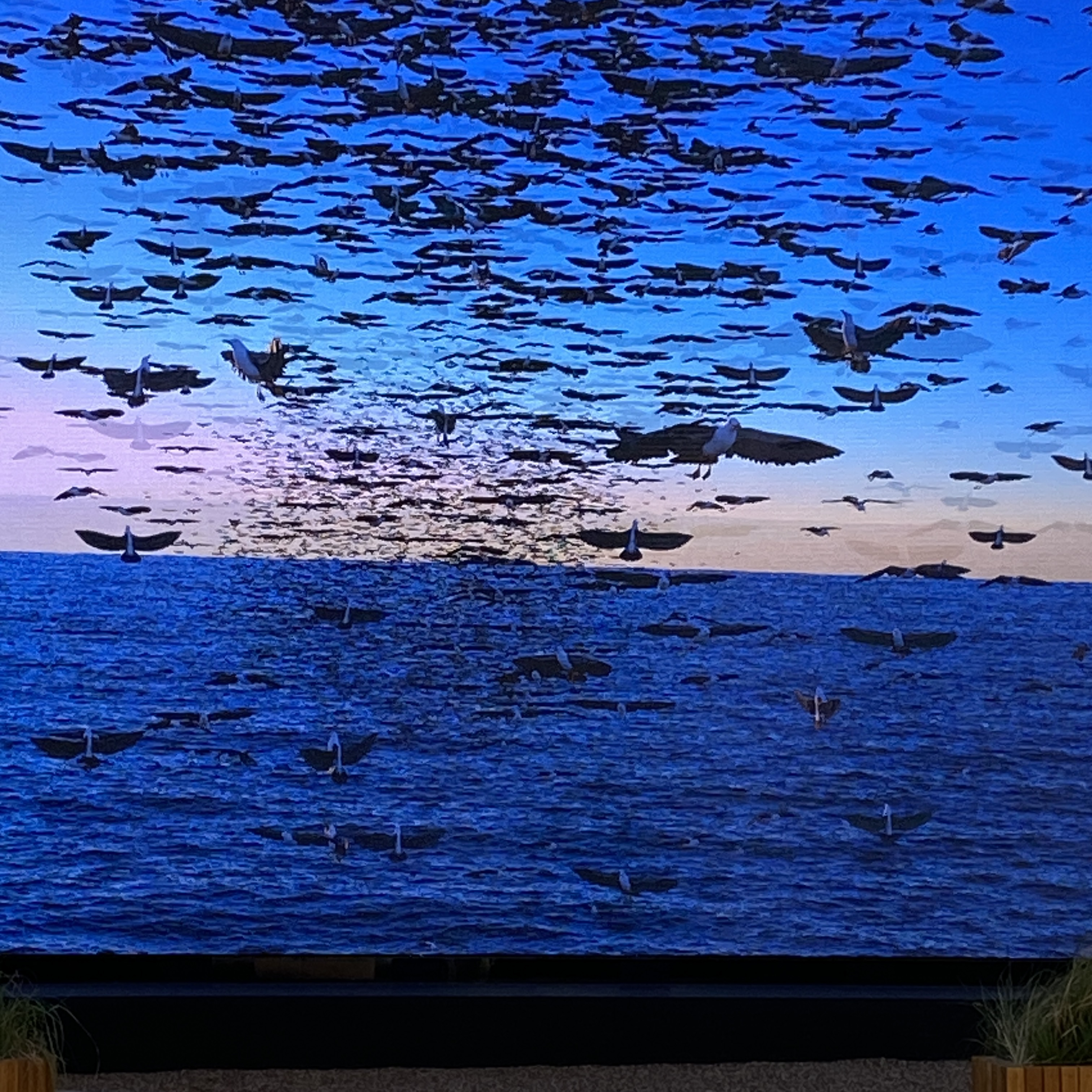 Exhibition review: Murmurations, Museum of History